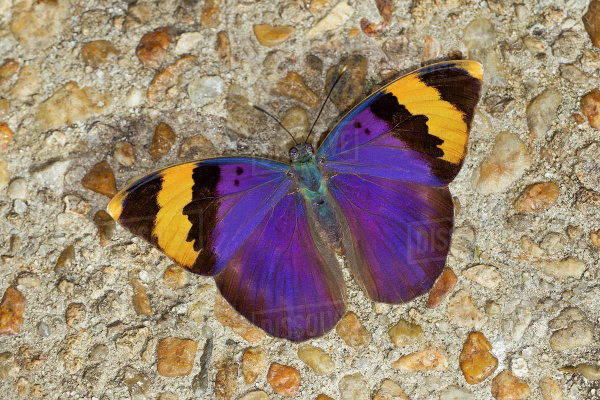 Euphaedra Nephron, Gold-banded Forester - Royalty-free Stock Photo ...