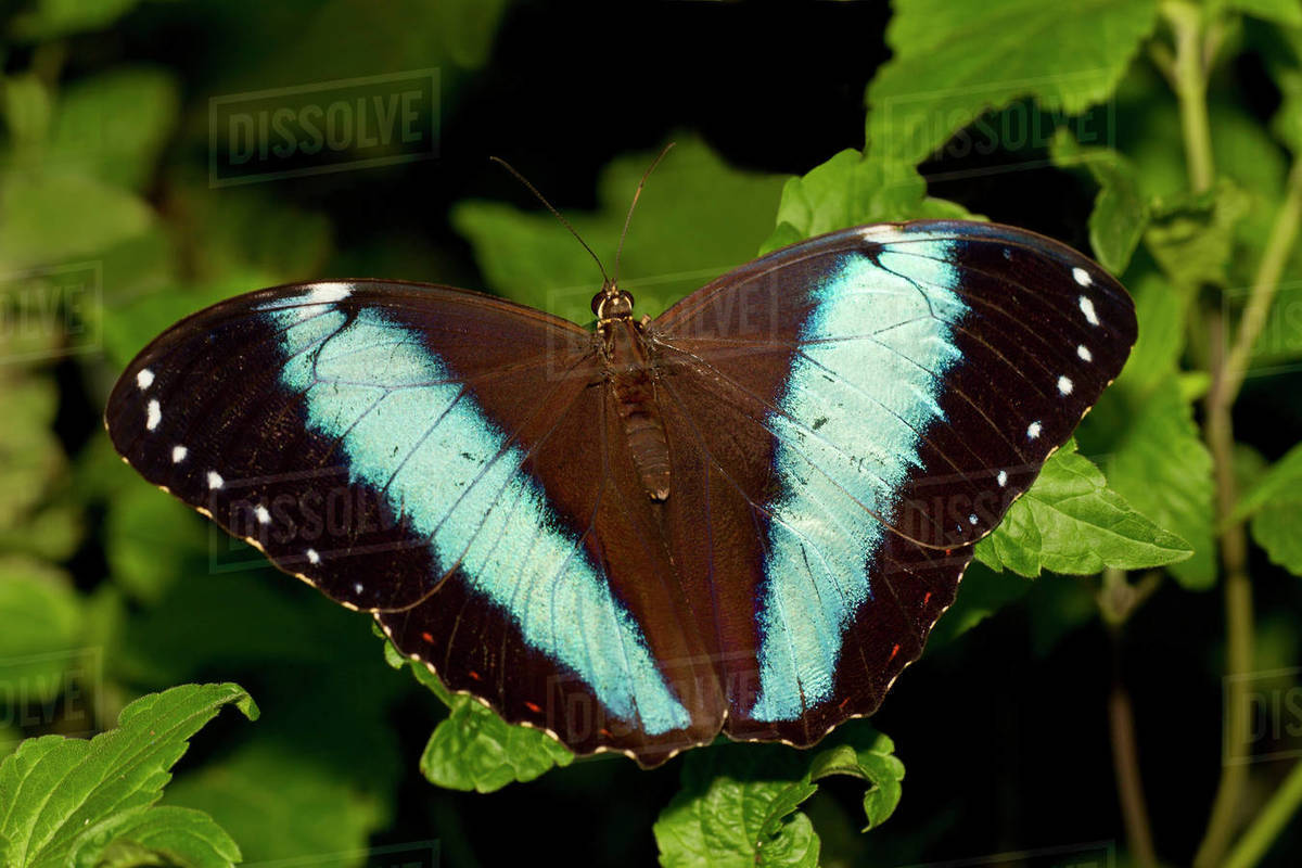 Morpho Achilles, Blue Banded Morpho - Royalty-free Stock Photo | Dissolve