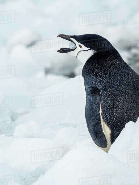Chinstrap Penguins (Pygoscelis antarcticus) eating ice on Coronation ...