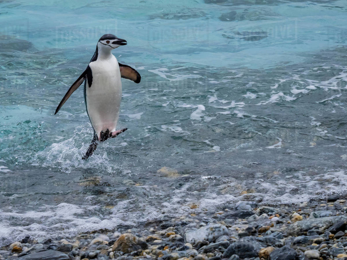 Chinstrap Penguins (Pygoscelis antarcticus) jumpimg through the surf ...