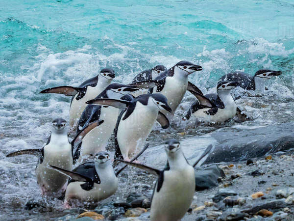 Chinstrap Penguins (Pygoscelis antarcticus) splashing through the surf ...