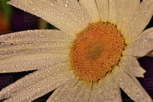 Close-up of Shasta daisy (Leucanthemum x superbum) with raindrops ...