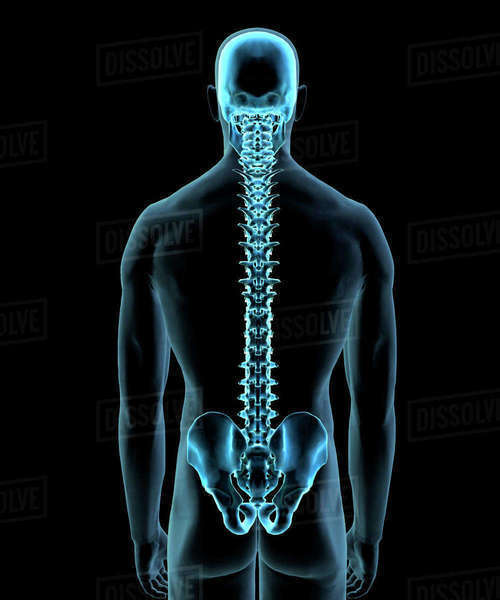 Male human spine and pelvis view from rear in blue X-ray by Hank Grebe ...