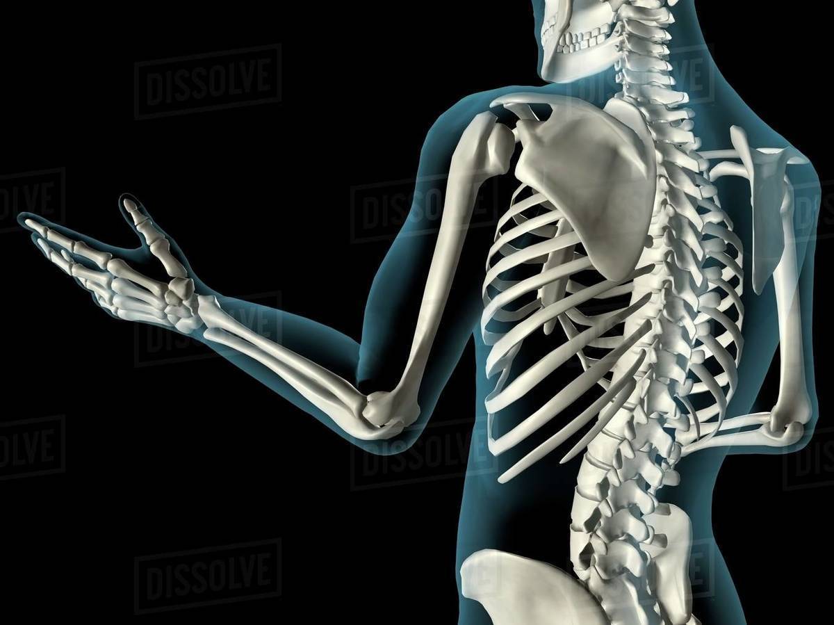 X-ray view of elbow bones in a see-through arm with hand and spinal ...