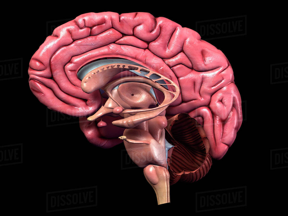 Full color, detailed human brain anatomy, 3-D medical illustration of ...