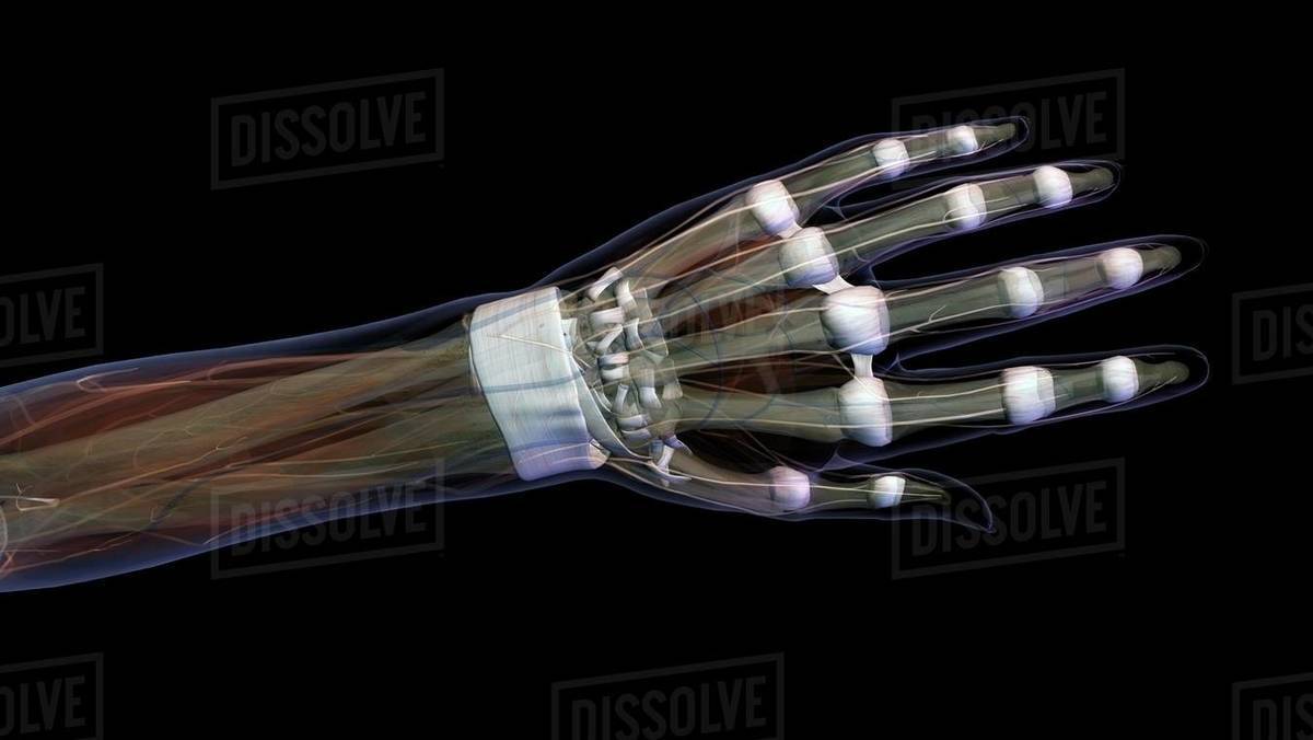 Connective tissue of female hand and wrist anatomy, Female hand and ...