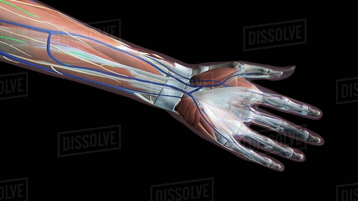 Female palm and wrist anatomy, palm, anterior view, Full color on black ...