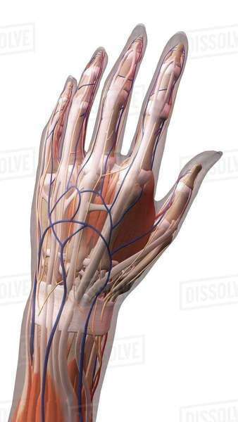 Female thumb, fingers and wrist anatomy, back, posterior detailed view ...
