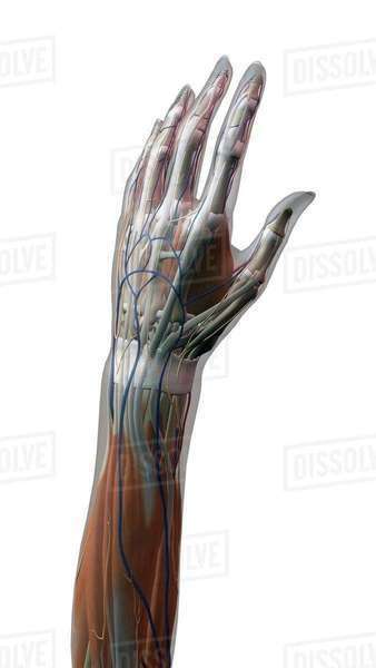 Female thumb, fingers and wrist anatomy, back, posterior view, full ...