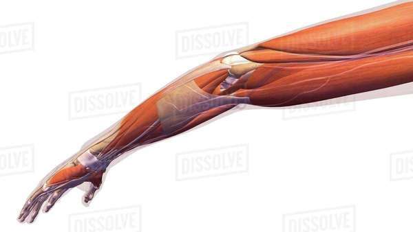 Female elbow and forearm muscular anatomy, back, posterior view. Full ...