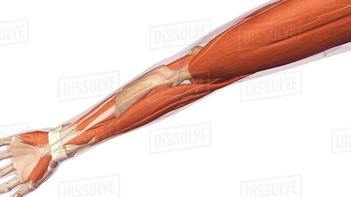Female elbow and forearm muscular anatomy, back, posterior view. Full ...