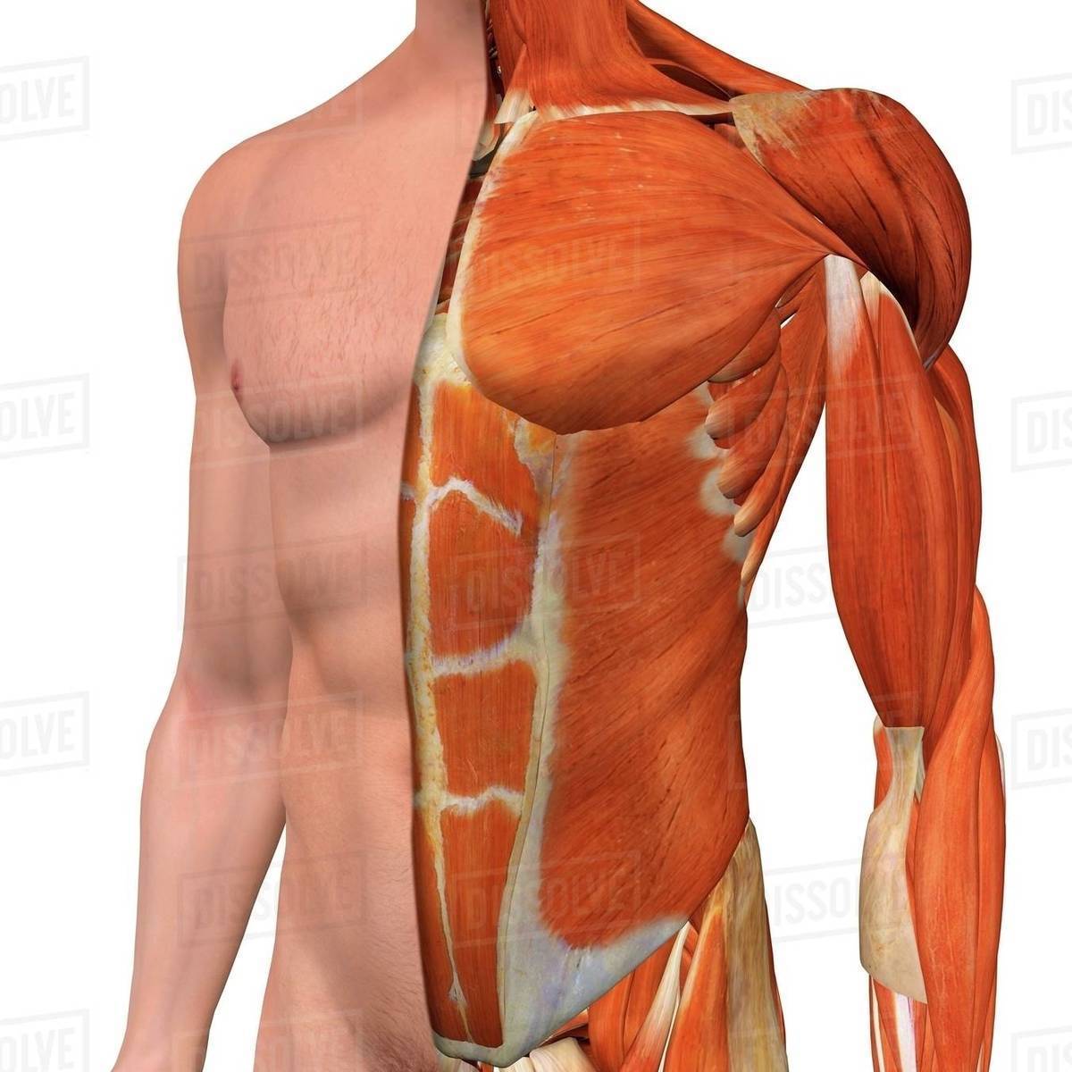 Cross-section anatomy of male chest , abdomen and groin muscles ...