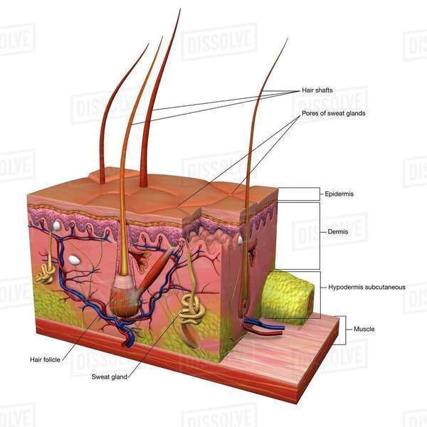 Medical illustration of human skin in cross section with text labels ...