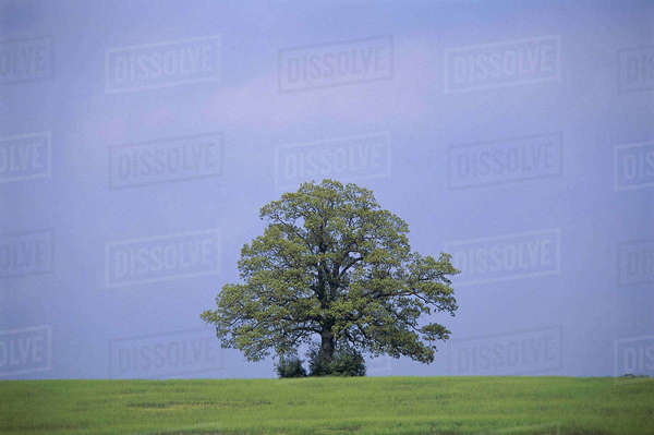 Live Oak tree on a hill - Royalty-free Stock Photo | Dissolve