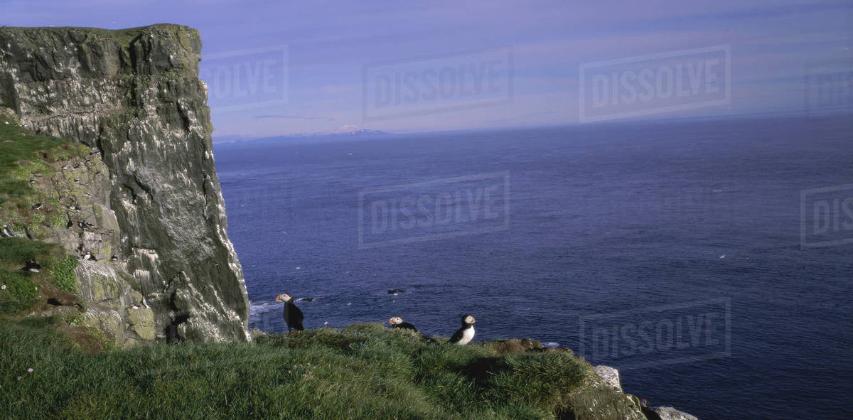 Puffins perched on a cliff, Iceland - Royalty-free Stock Photo | Dissolve