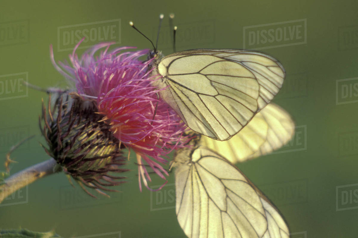 Close-up of two butterflies on a flower pollinating - Royalty-free ...