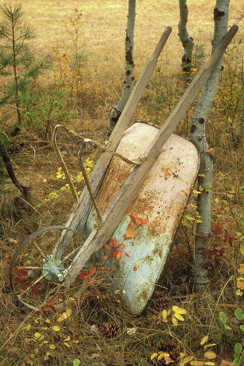 Close-up of a wheelbarrow in a garden - Stock Photo - Dissolve