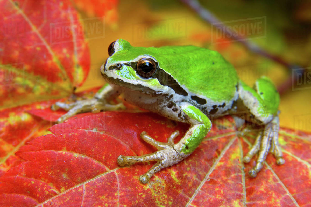 Close-up of a Green Tree Frog on a leaf, Olympic National Park ...