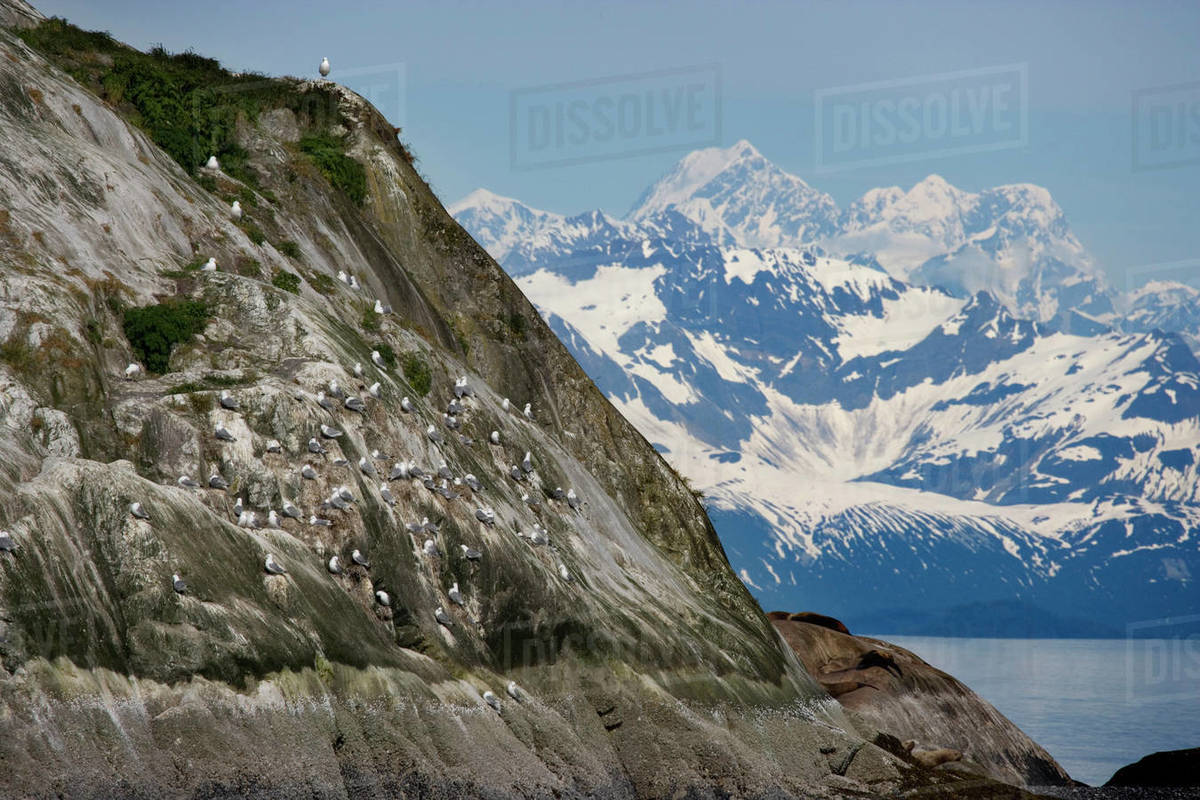 Colony of Black-Legged kittiwakes (Rissa tridactyla) on a cliff with ...