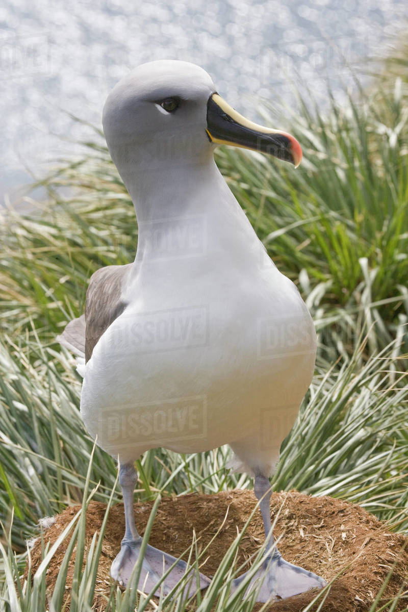 Grey-Headed albatross (Thalassarche chrysostoma) in its nest, South ...