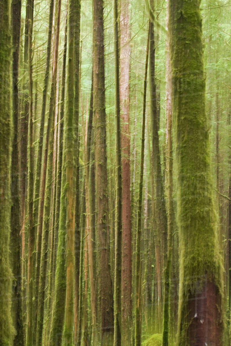 Tree trunk covered with moss, Great Bear Rainforest, British Columbia ...