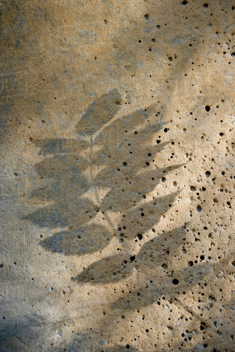 Shadow of a grape leaf on a rock, Rogue River National Forest, Oregon ...