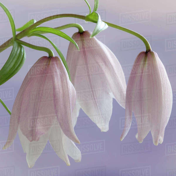 Shirui Lily or Siroi lily (Lilium mackliniae) - Stock Photo - Dissolve