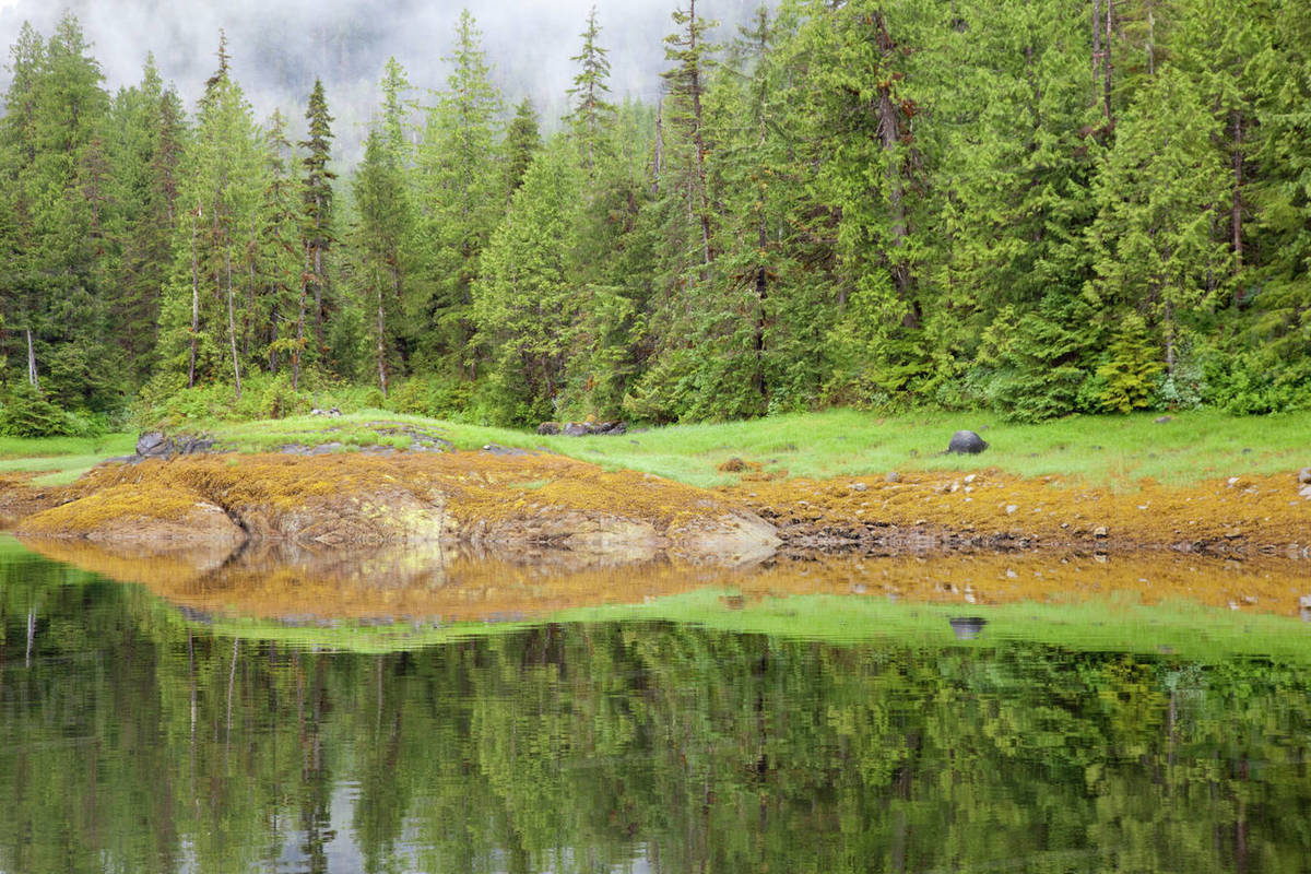 Reflection of trees in water, Bailey Bay Hot Springs, Ketchikan, Alaska ...