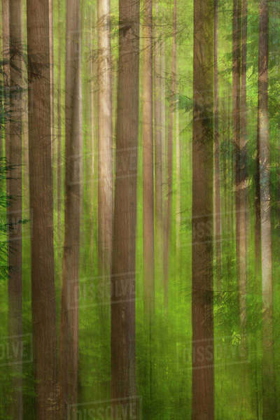 USA, Oregon, Columbia River Gorge, Elowah Falls Trail, View of tree ...
