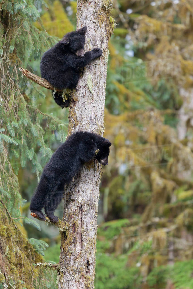 USA, Alaska, Tongass National Forest, Anan Wildlife Observatory, Black ...