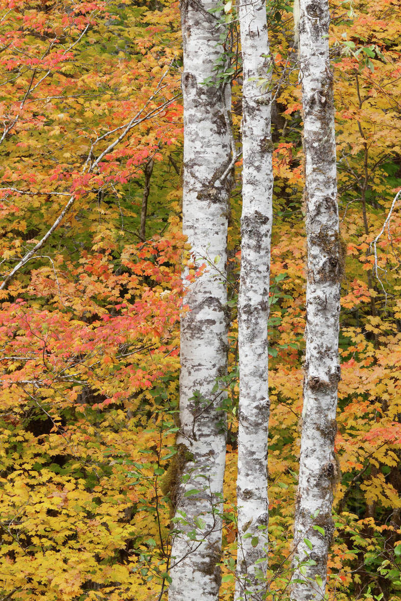 Vine maple and alder trees in autumn, Sol Duc River, Olympic National ...