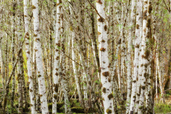 Alder trees in a forest, Olympic National Park, Washington State, USA ...