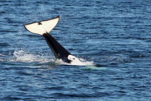 Killer whale (Orcinus orca) tail-lobbing in an ocean, Tenakee Springs ...