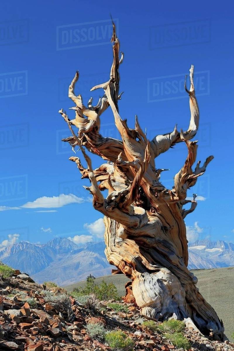 Dead tree, Ancient Bristlecone Pine Forest, White Mountains Wilderness, Inyo National Forest ...