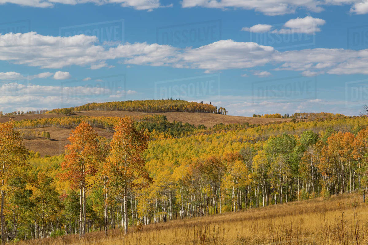 Fall aspen trees along the Skyline Drive in Manti-La Sal National ...