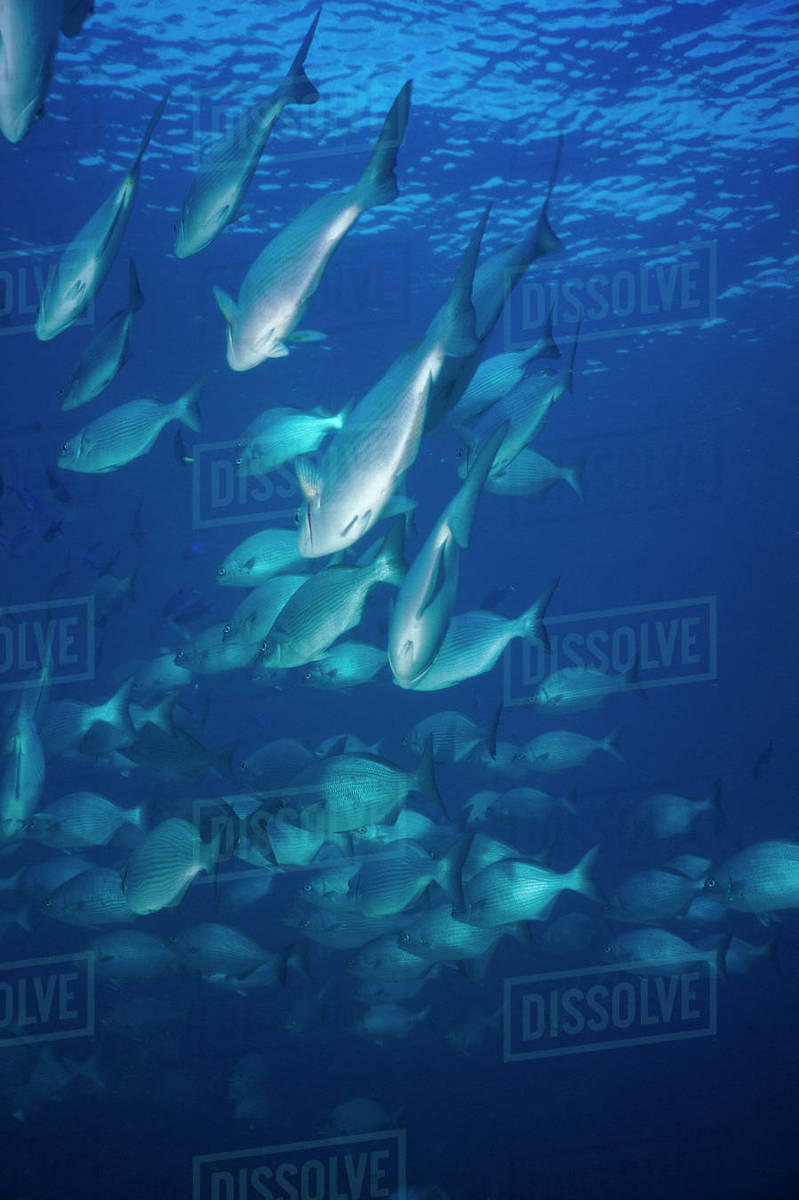High angle view of Bermuda Chubs swimming underwater (Kyphosus ...