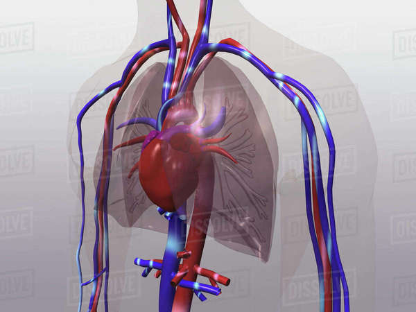 Close-up of the circulatory system of the human body - Royalty-free ...