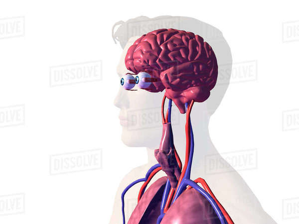 Close-up of the inner organs of the human body - Stock Photo - Dissolve