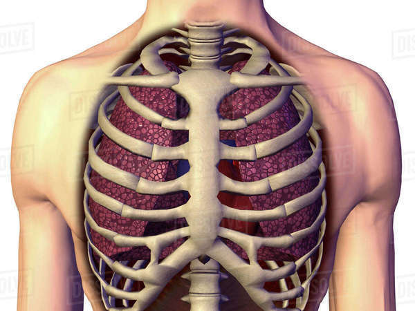 Close-up of a human respiratory system in a rib cage - Royalty-free ...