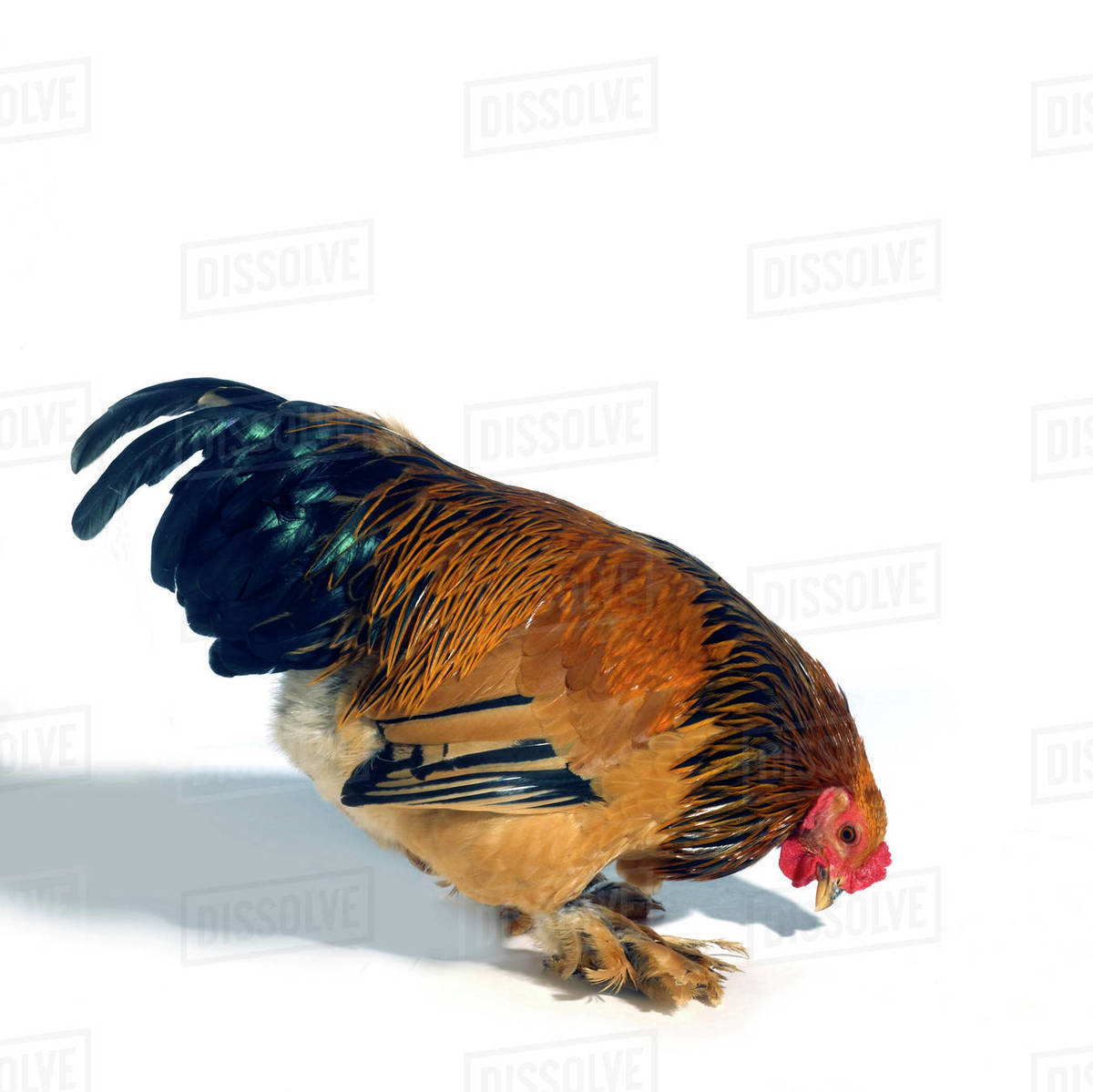 Side profile of a Buff Brahma eating - Royalty-free Stock Photo | Dissolve