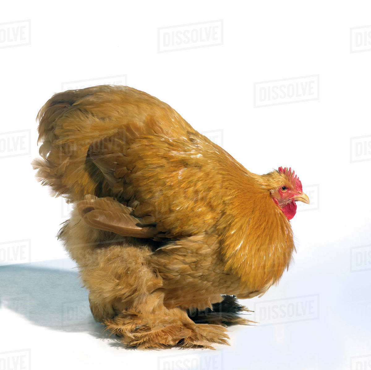 Side profile of a young Buff Cochin - Royalty-free Stock Photo | Dissolve