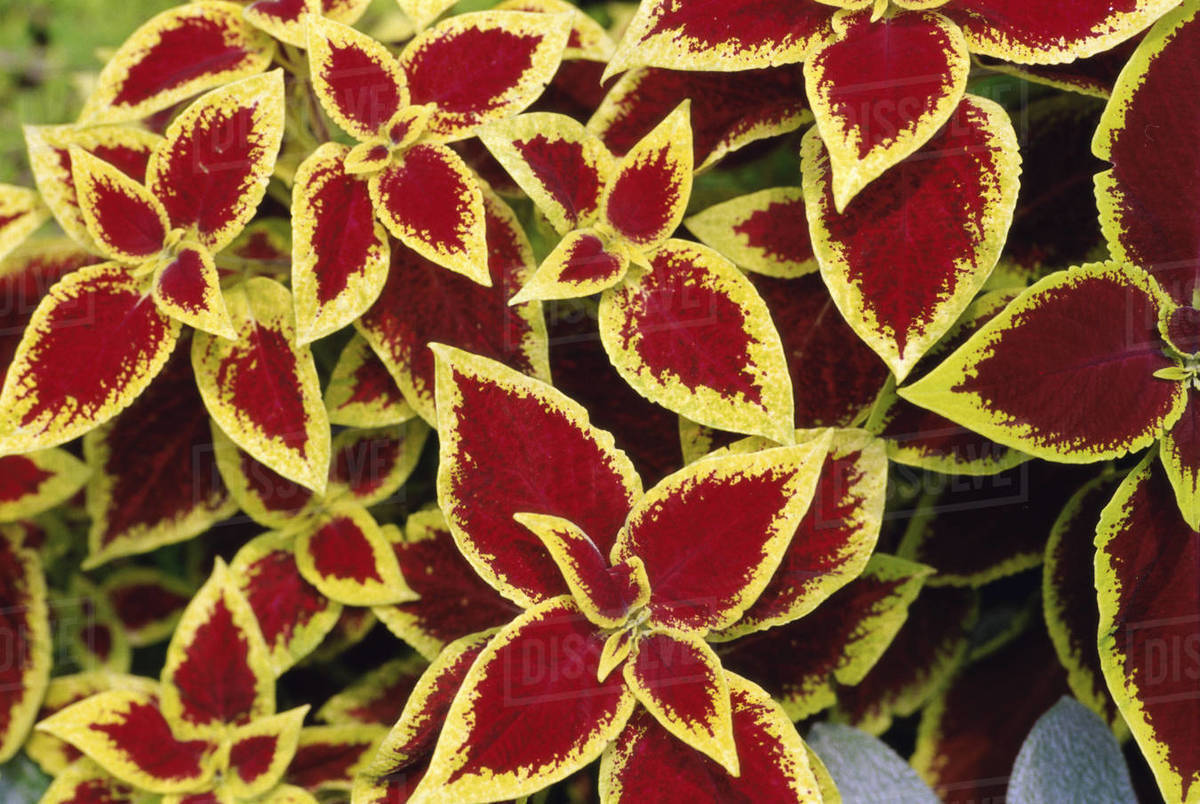Close-up of a coleus plant - Royalty-free Stock Photo | Dissolve