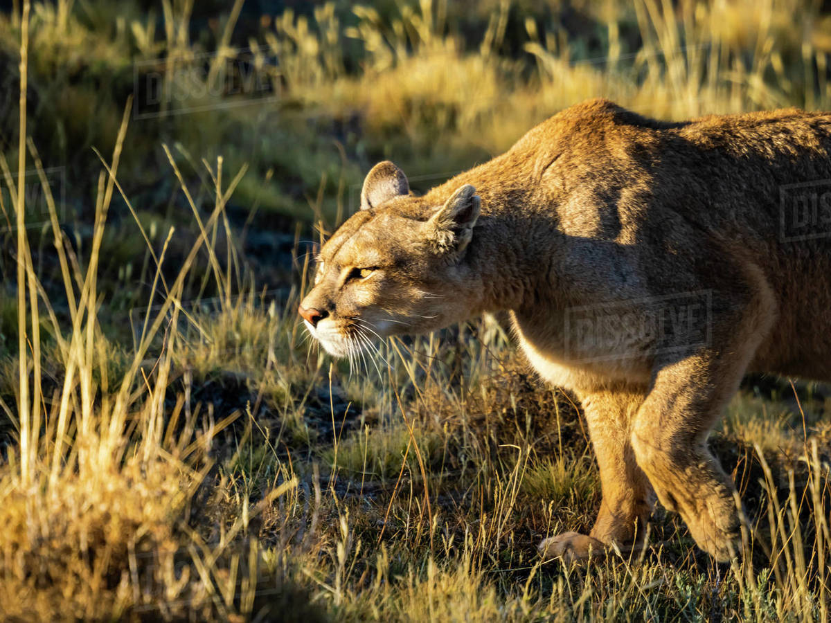 On the prowl, Hunting, Puma (Puma concolor), Torres del Paine National ...