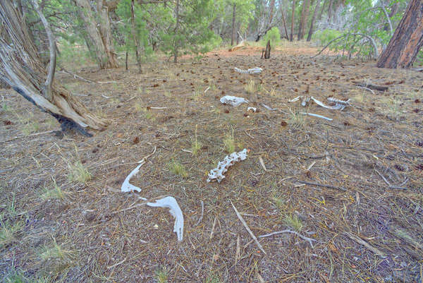Old decayed bones of an animal that died in Grand Canyon National Park ...