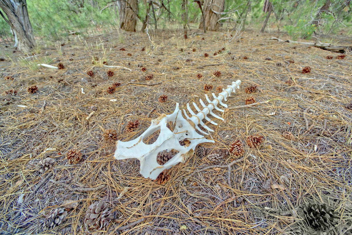 Old decayed bones of an animal that died in Grand Canyon National Park ...