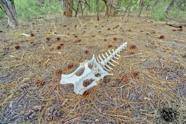 Old decayed bones of an animal that died in Grand Canyon National Park ...