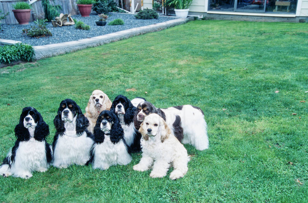 Large group of American Cocker Spaniels sitting together in backyard ...