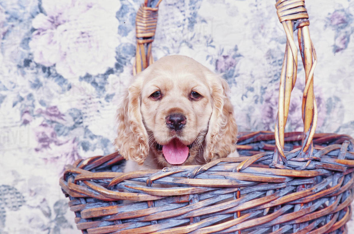 Young American Cocker Spaniel puppy with mouth open and tongue out ...