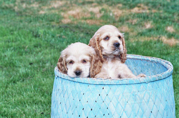Two American Cocker Spaniel puppies cuddled up in blue woven basket ...