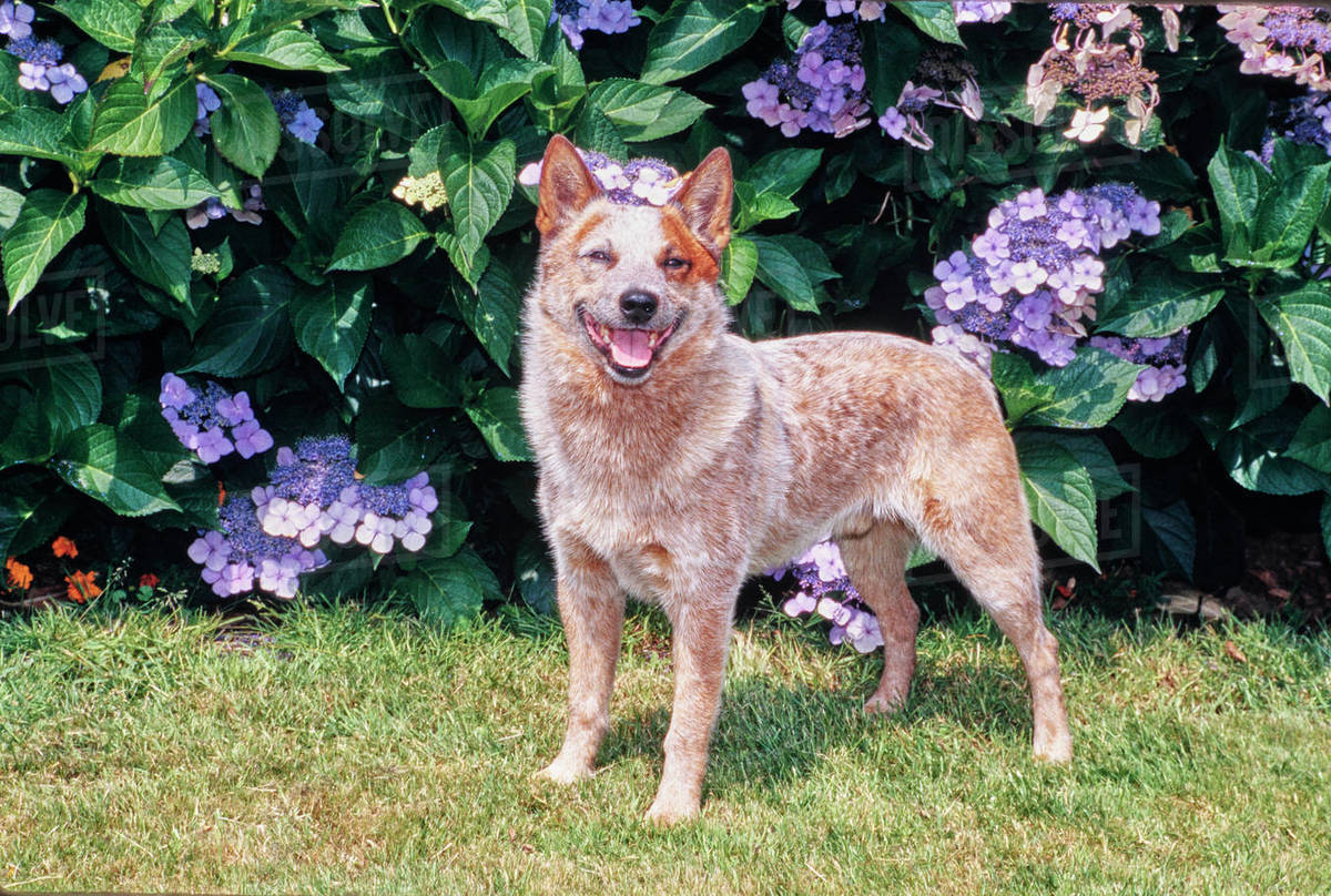 Australian Cattle Dog standing in yard in front of bushes with purple ...